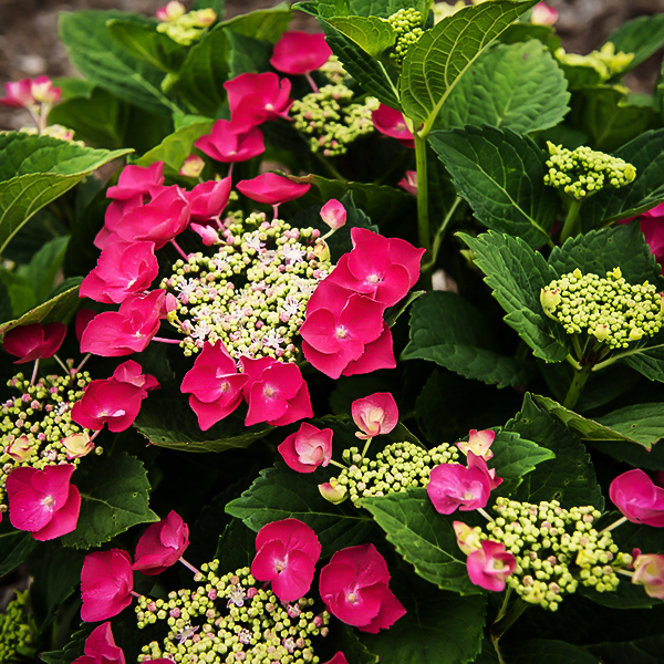 Cherry Explosion Hydrangea For Sale Online | The Tree Center
