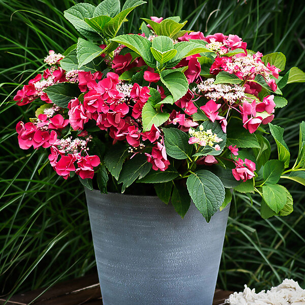 Cherry Explosion Hydrangea For Sale Online | The Tree Center