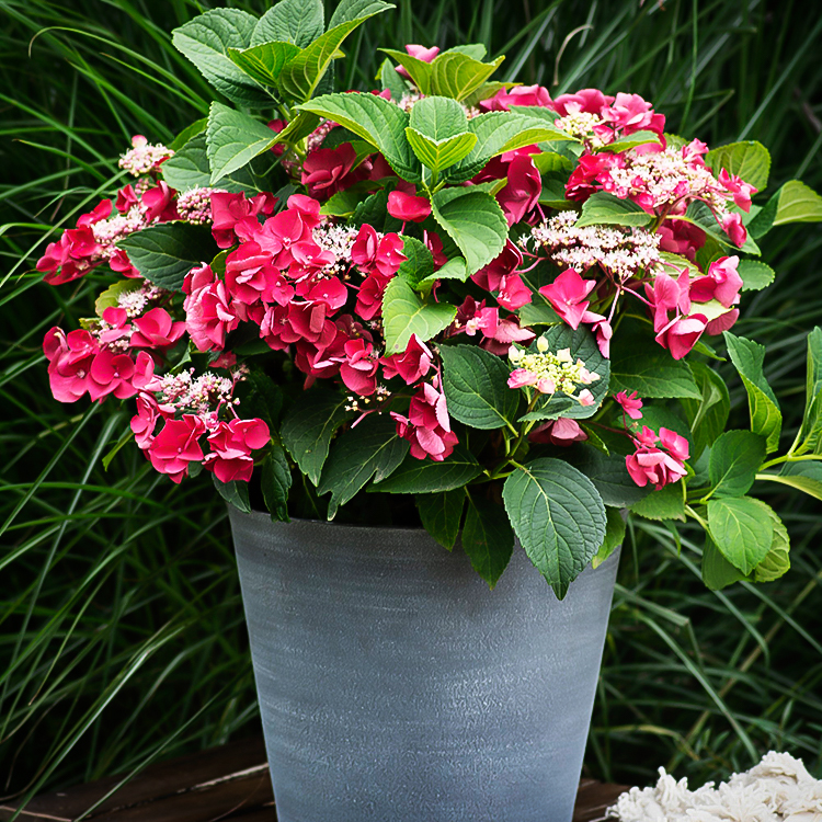Cherry Explosion Hydrangea For Sale Online | The Tree Center