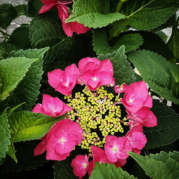 Cherry Explosion Hydrangea For Sale Online | The Tree Center