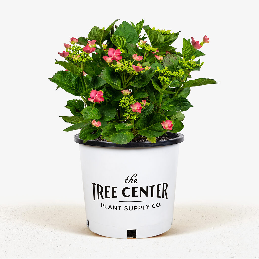 Cherry Explosion Hydrangea For Sale Online | The Tree Center