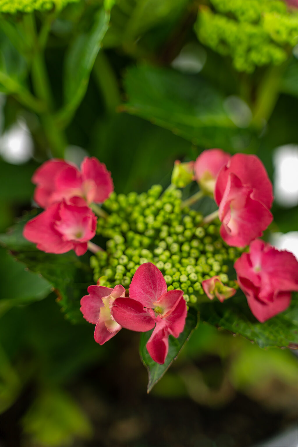 Cherry Explosion Hydrangea For Sale Online | The Tree Center