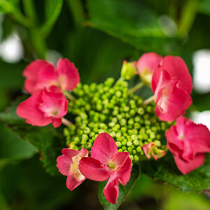 Cherry Explosion Hydrangea For Sale Online | The Tree Center