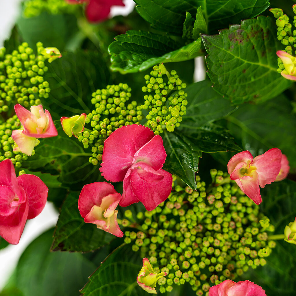 Cherry Explosion Hydrangea For Sale Online | The Tree Center