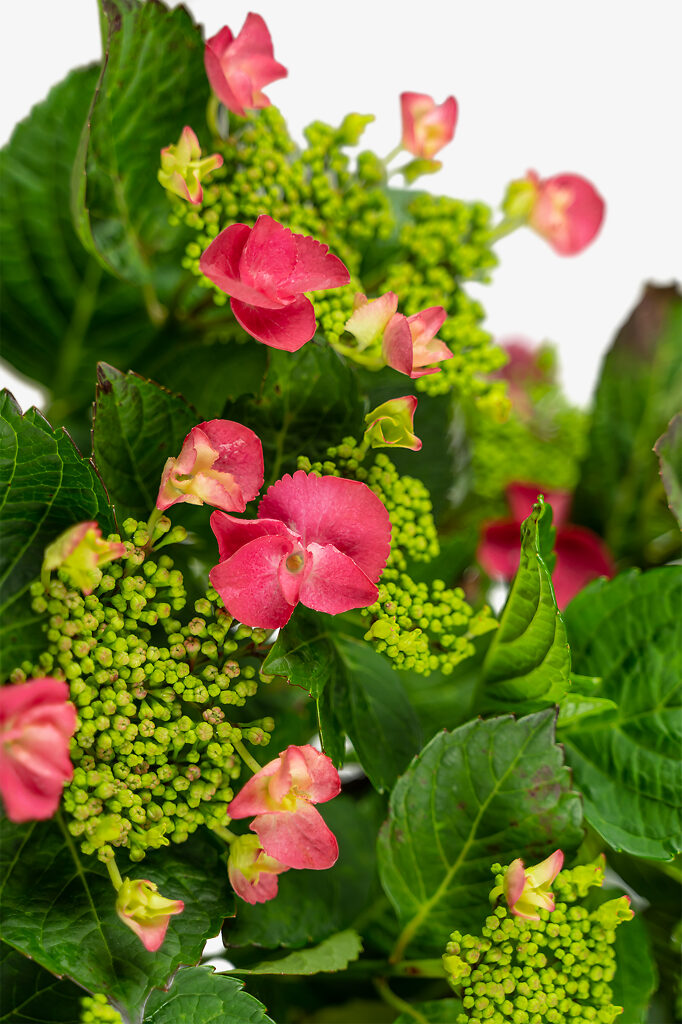 Cherry Explosion Hydrangea For Sale Online | The Tree Center