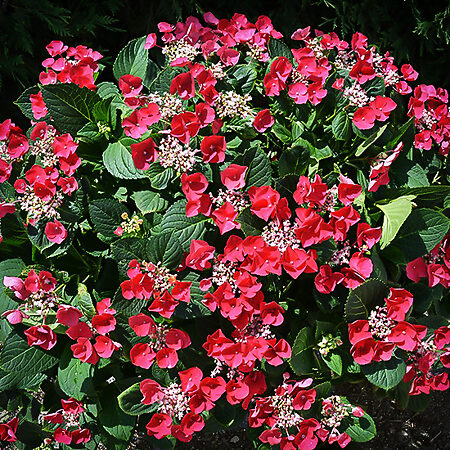 Cherry Explosion Hydrangea For Sale Online | The Tree Center