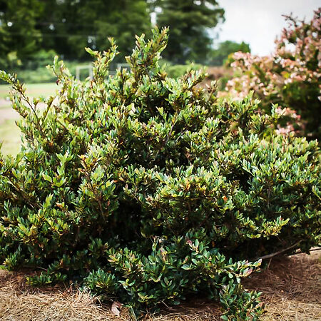 Coppertone™ Distylium For Sale Online | The Tree Center