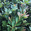 Coppertone™ Distylium For Sale Online | The Tree Center