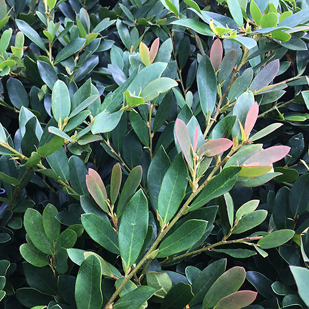 Coppertone™ Distylium For Sale Online | The Tree Center