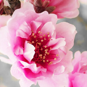 Corinthian Rose Flowering Peach Tree For Sale Online | The Tree Center