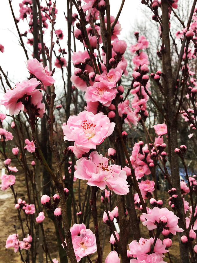 Corinthian Rose Flowering Peach Tree For Sale Online | The Tree Center