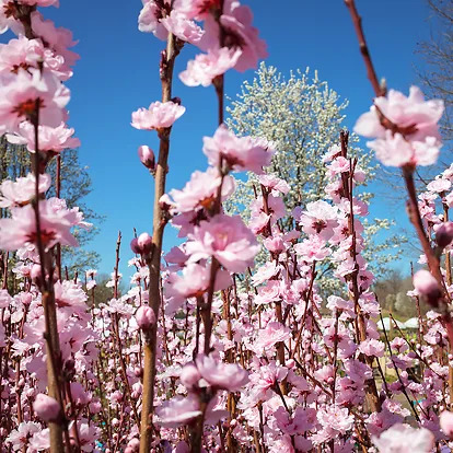 Corinthian Rose Flowering Peach Tree For Sale Online | The Tree Center