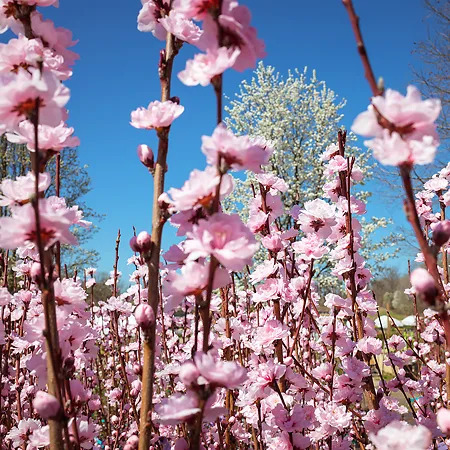 Corinthian Rose Flowering Peach Tree For Sale Online | The Tree Center