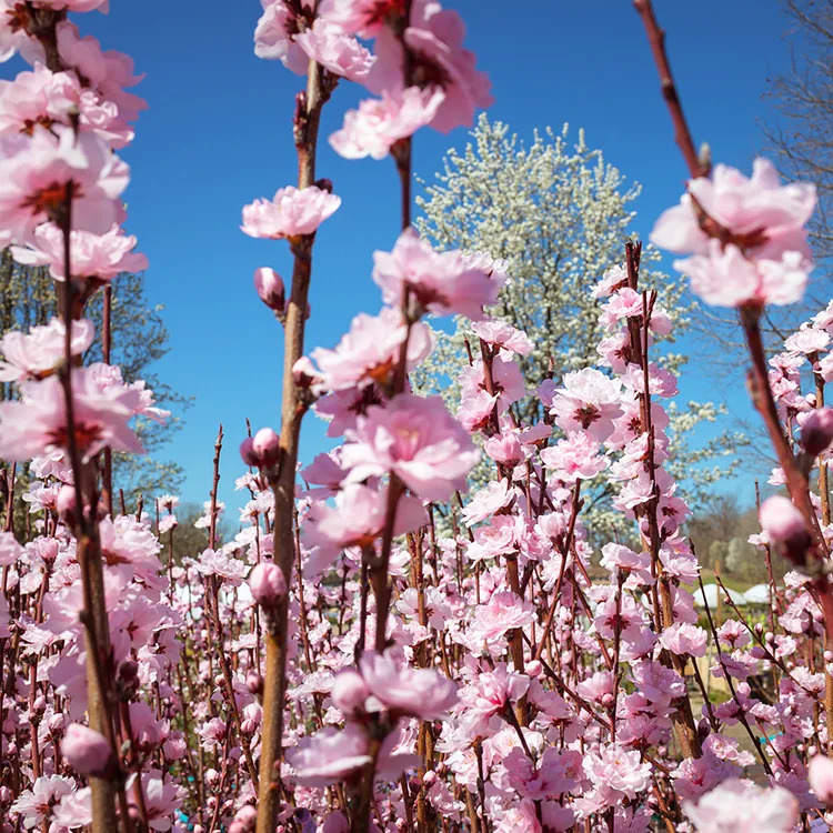 Corinthian Rose Flowering Peach Tree For Sale Online The Tree Center