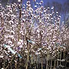 Corinthian Rose Flowering Peach Tree For Sale Online | The Tree Center