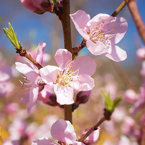 Corinthian Rose Flowering Peach Tree For Sale Online | The Tree Center