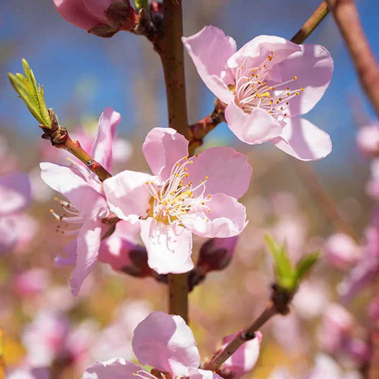 Corinthian Rose Flowering Peach Tree For Sale Online | The Tree Center