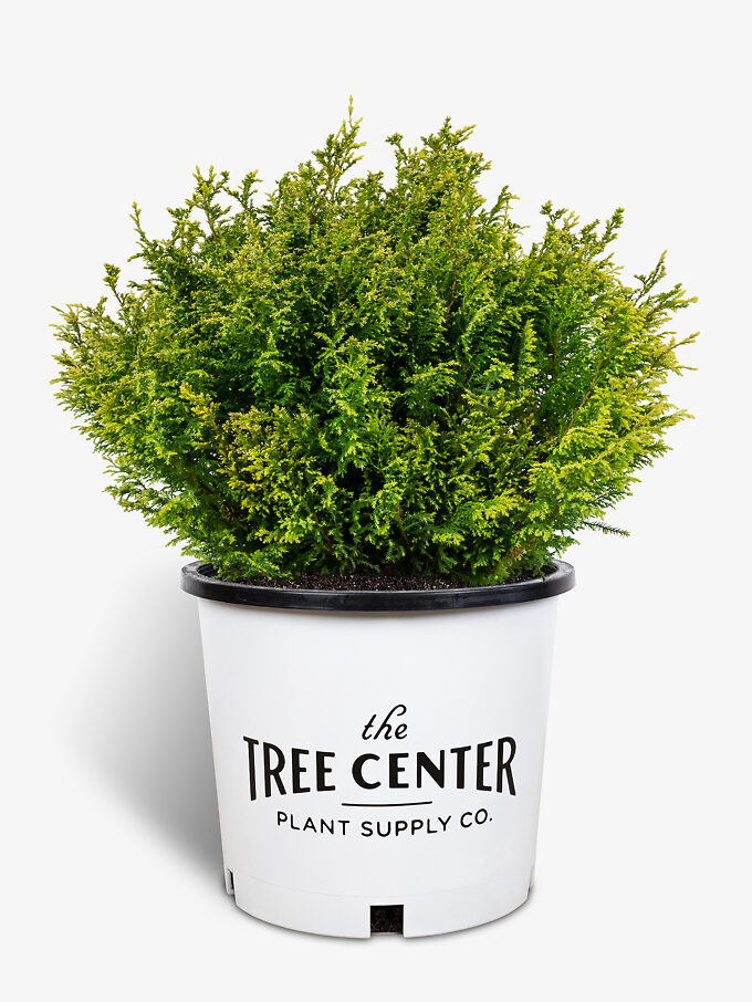 Cypress Trees For Sale Online | The Tree Center