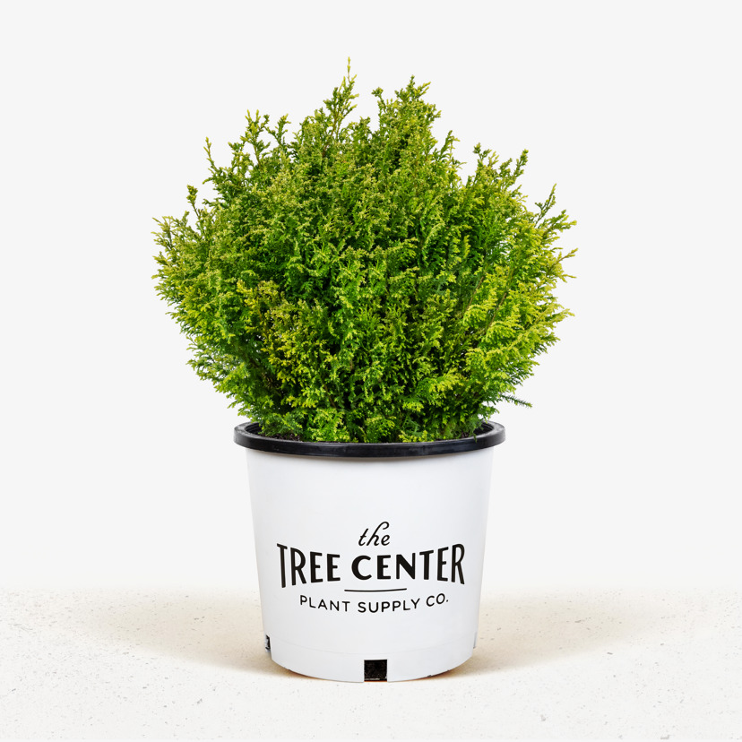 Cream Ball Sawara Cypress For Sale Online | The Tree Center
