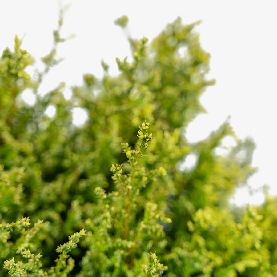 Cream Ball Sawara Cypress For Sale Online | The Tree Center