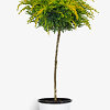 Daub's Frosted Juniper - Tree Form For Sale Online | The Tree Center