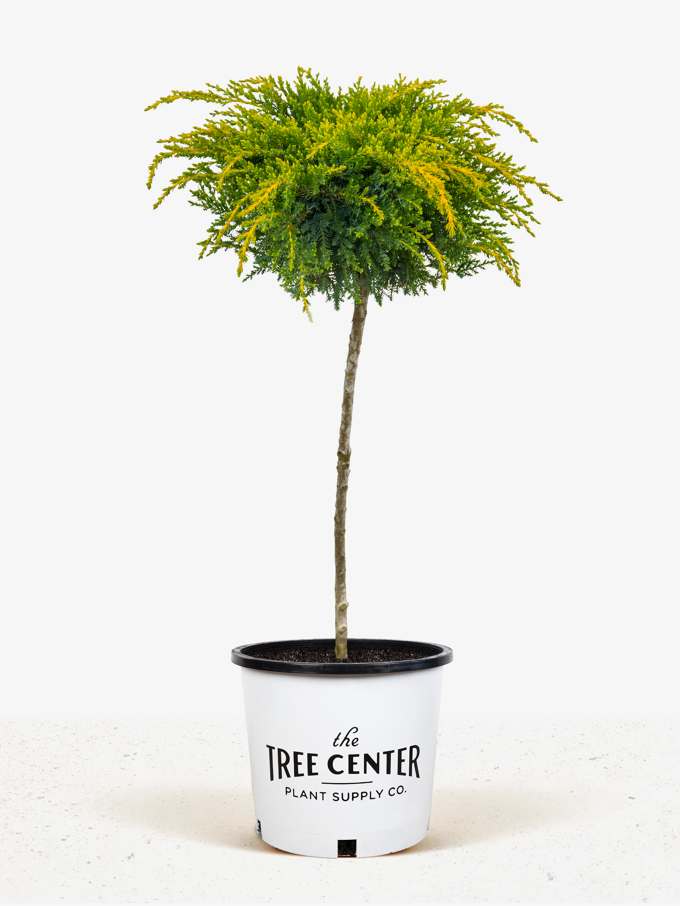 Juniper Trees For Sale Online | The Tree Center