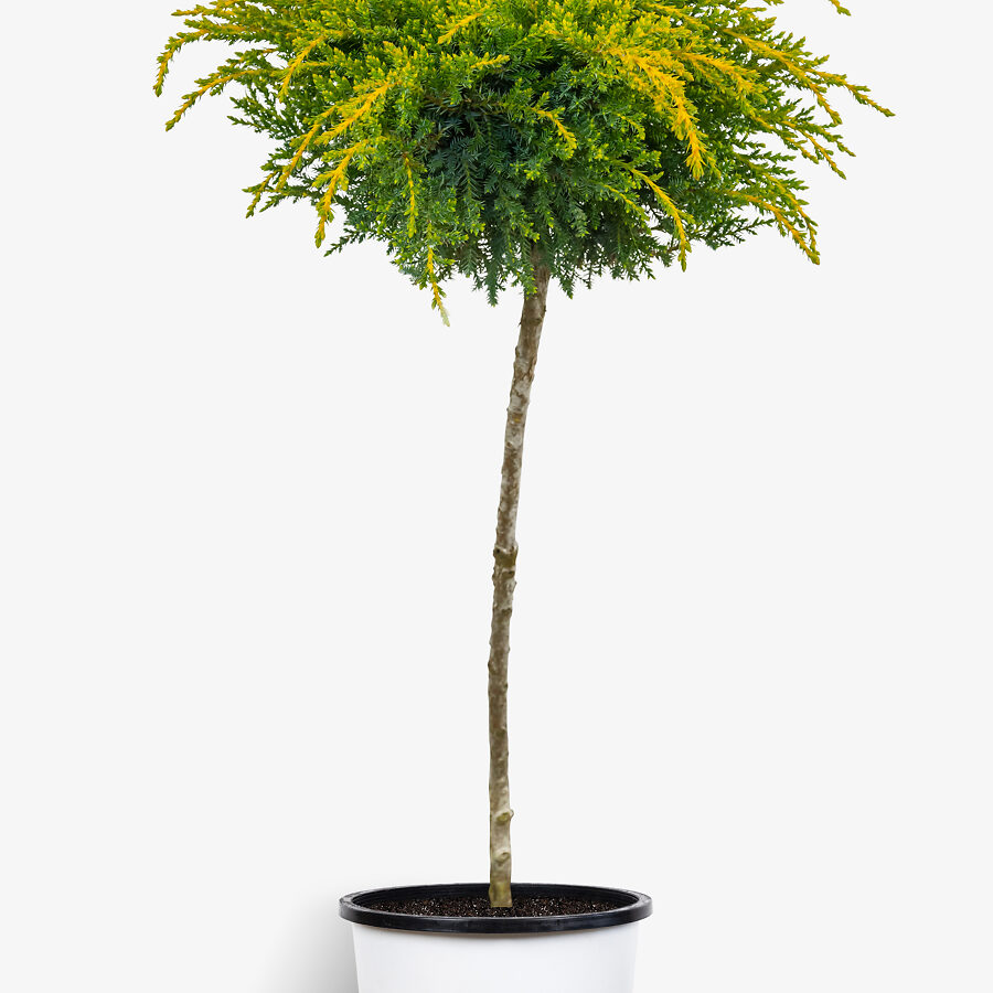 Daub's Frosted Juniper - Tree Form For Sale Online | The Tree Center