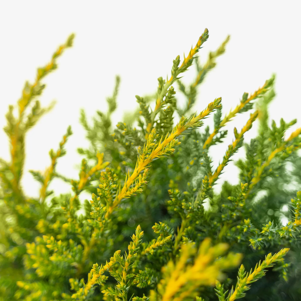 Daub's Frosted Juniper - Tree Form For Sale Online | The Tree Center