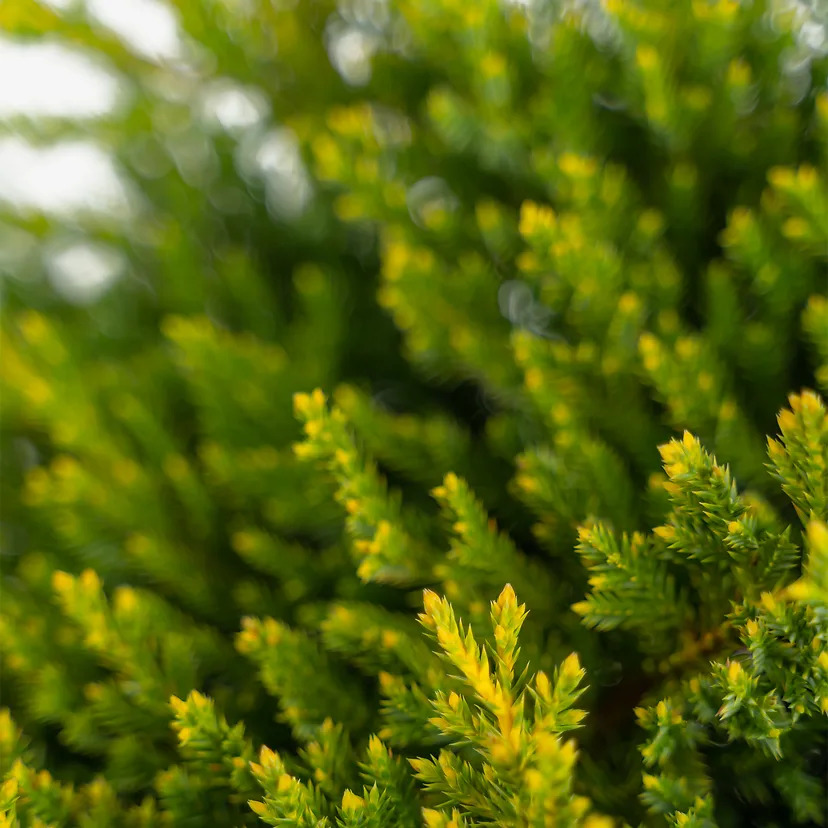 Daub's Frosted Juniper - Tree Form For Sale Online | The Tree Center