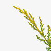 Daub's Frosted Juniper - Tree Form For Sale Online | The Tree Center