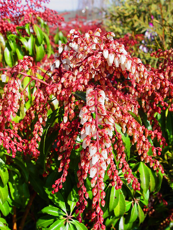 Cavatine Pieris For Sale Online | The Tree Center