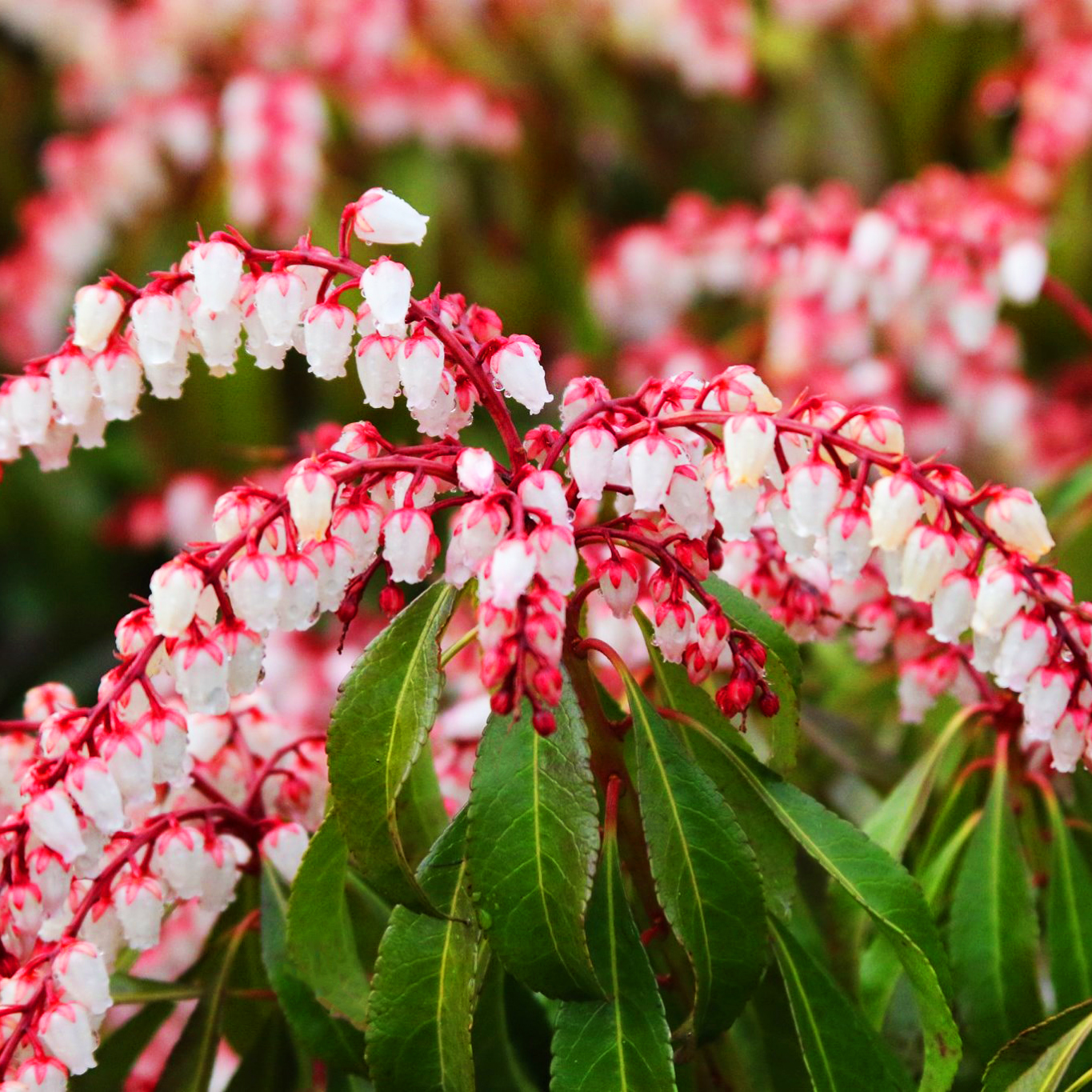 Pieris Japonica Dorothy Wycoff