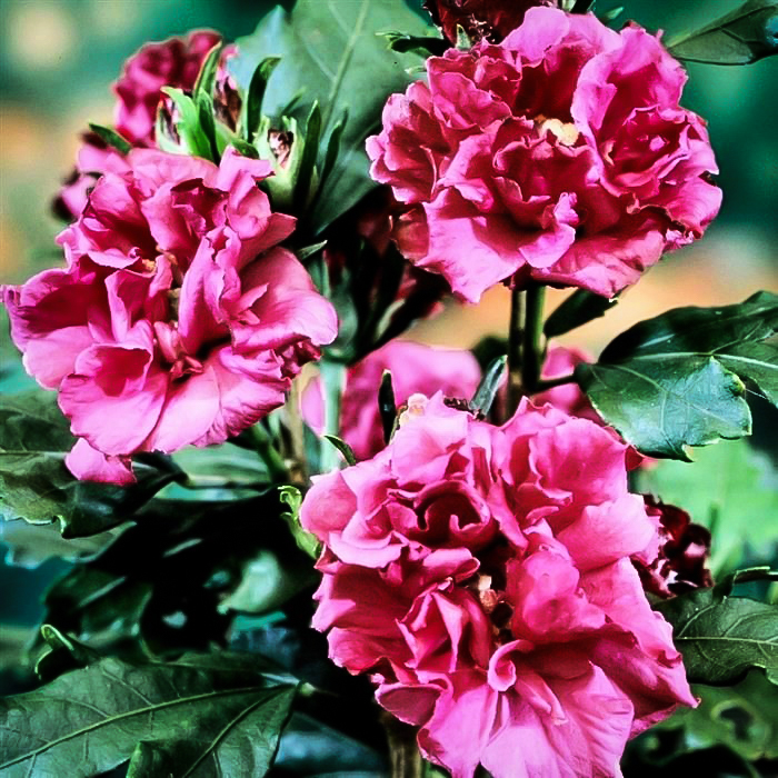 Double Red Hardy Hibiscus For Sale Online | The Tree Center