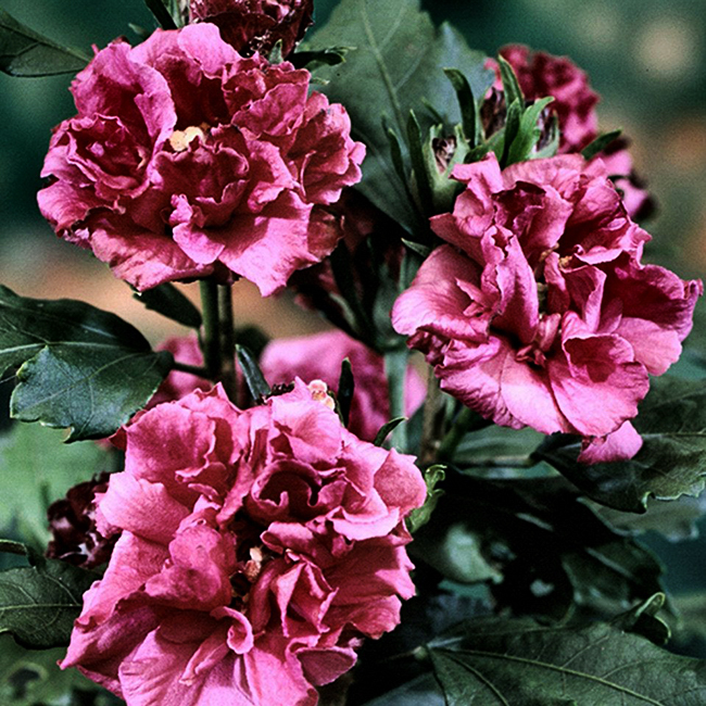 Double Red Hardy Hibiscus For Sale Online | The Tree Center