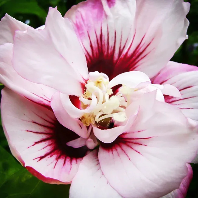 Double Pink Hardy Hibiscus For Sale Online | The Tree Center