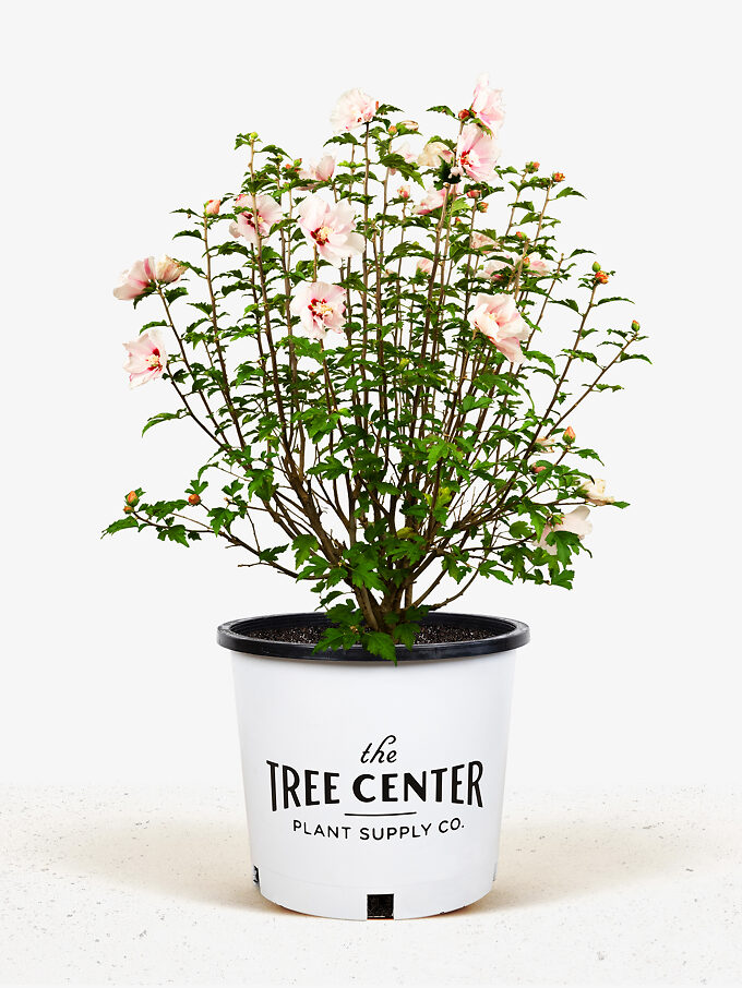 Blueberry Smoothie™ Hardy Hibiscus For Sale Online | The Tree Center