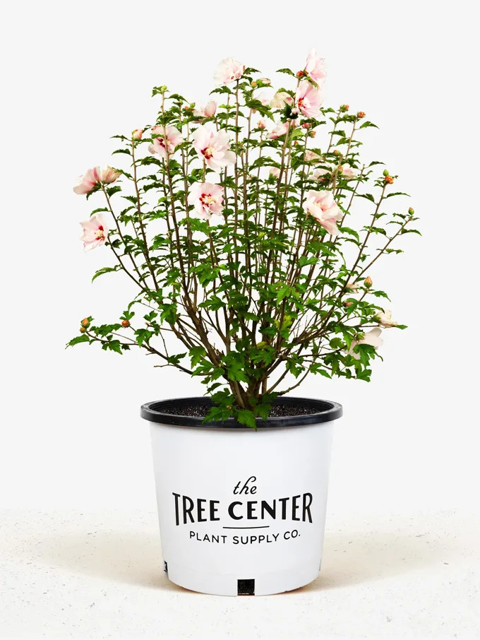 Strawberry Smoothie™ Hardy Hibiscus For Sale Online | The Tree Center