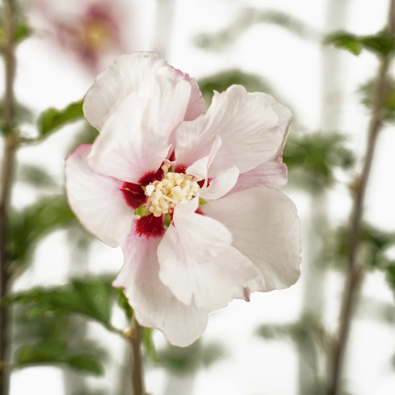Double Pink Hibiscus For Sale Online | The Tree Center