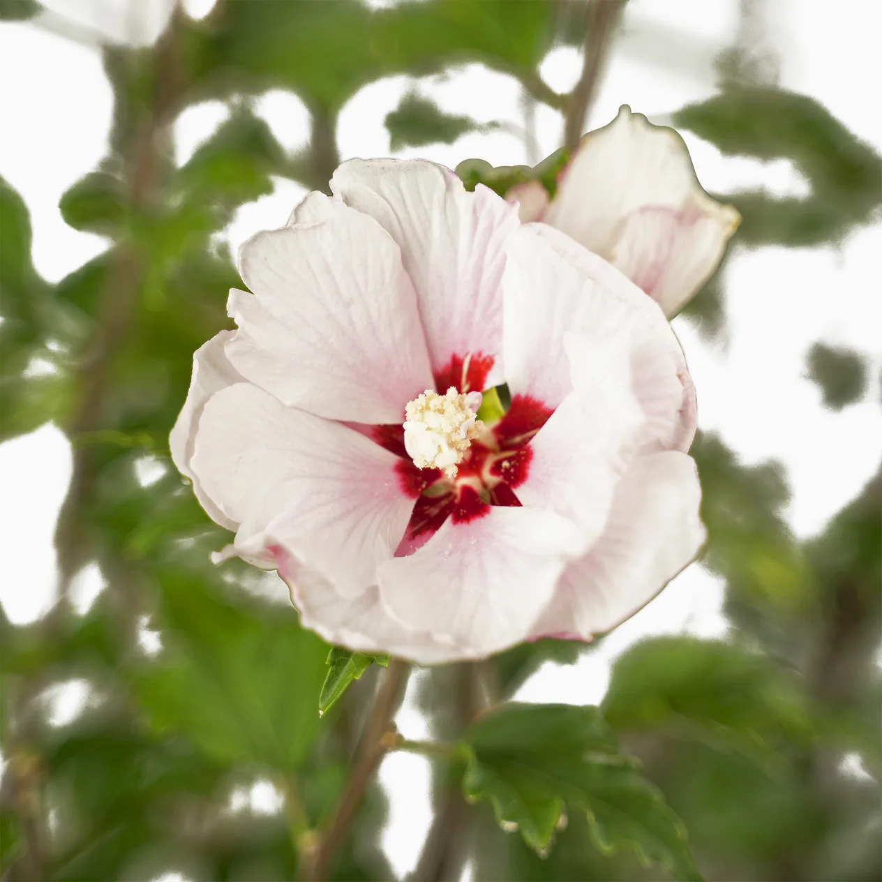 Double Pink Hibiscus For Sale Online | The Tree Center