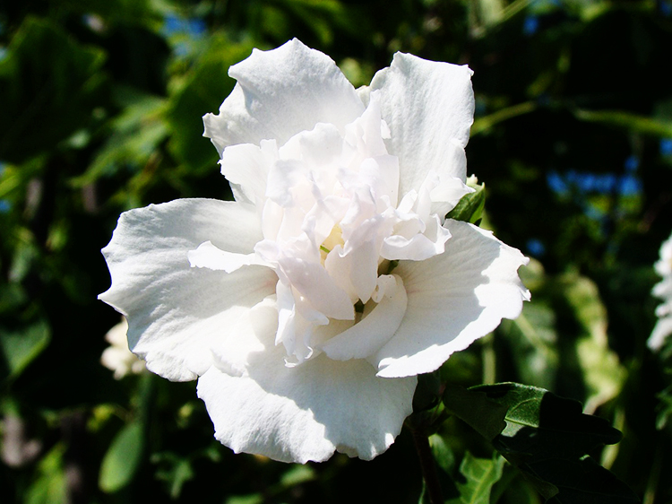 Double White Hibiscus For Sale Online | The Tree Center