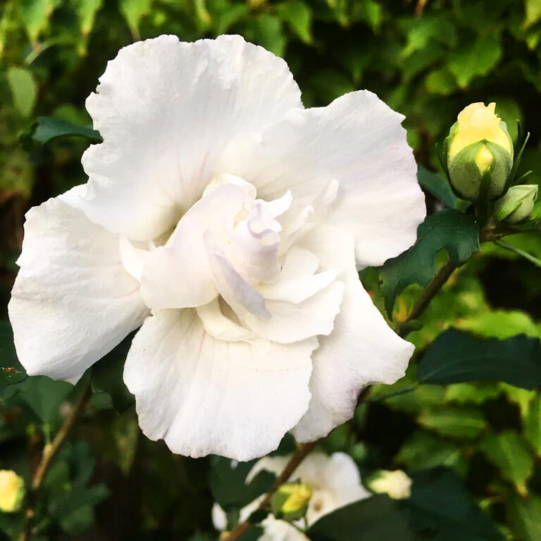 Double White Hibiscus For Sale Online | The Tree Center