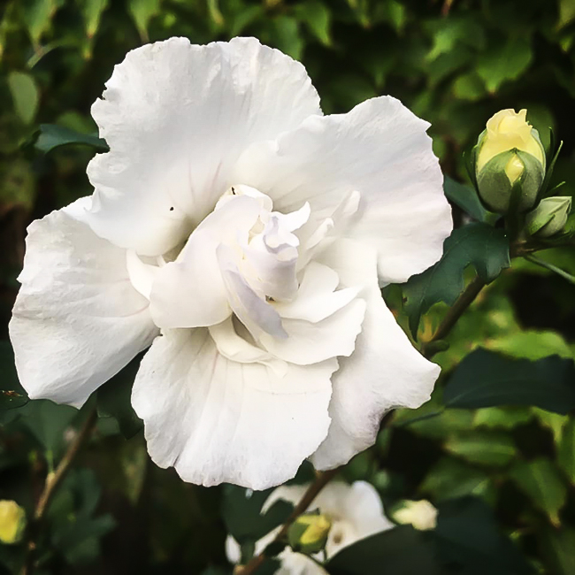 Double White Hardy Hibiscus For Sale Online The Tree Center