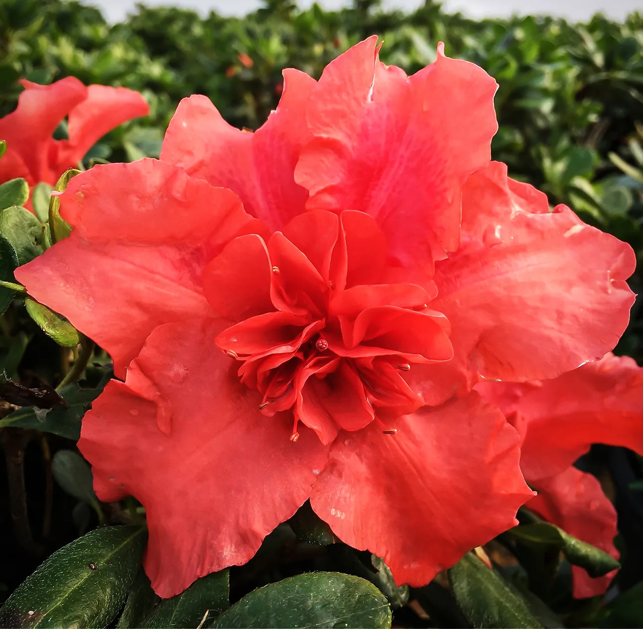 Firebrick Fame™ ReBLOOM™ Azaleas For Sale Online | The Tree Center
