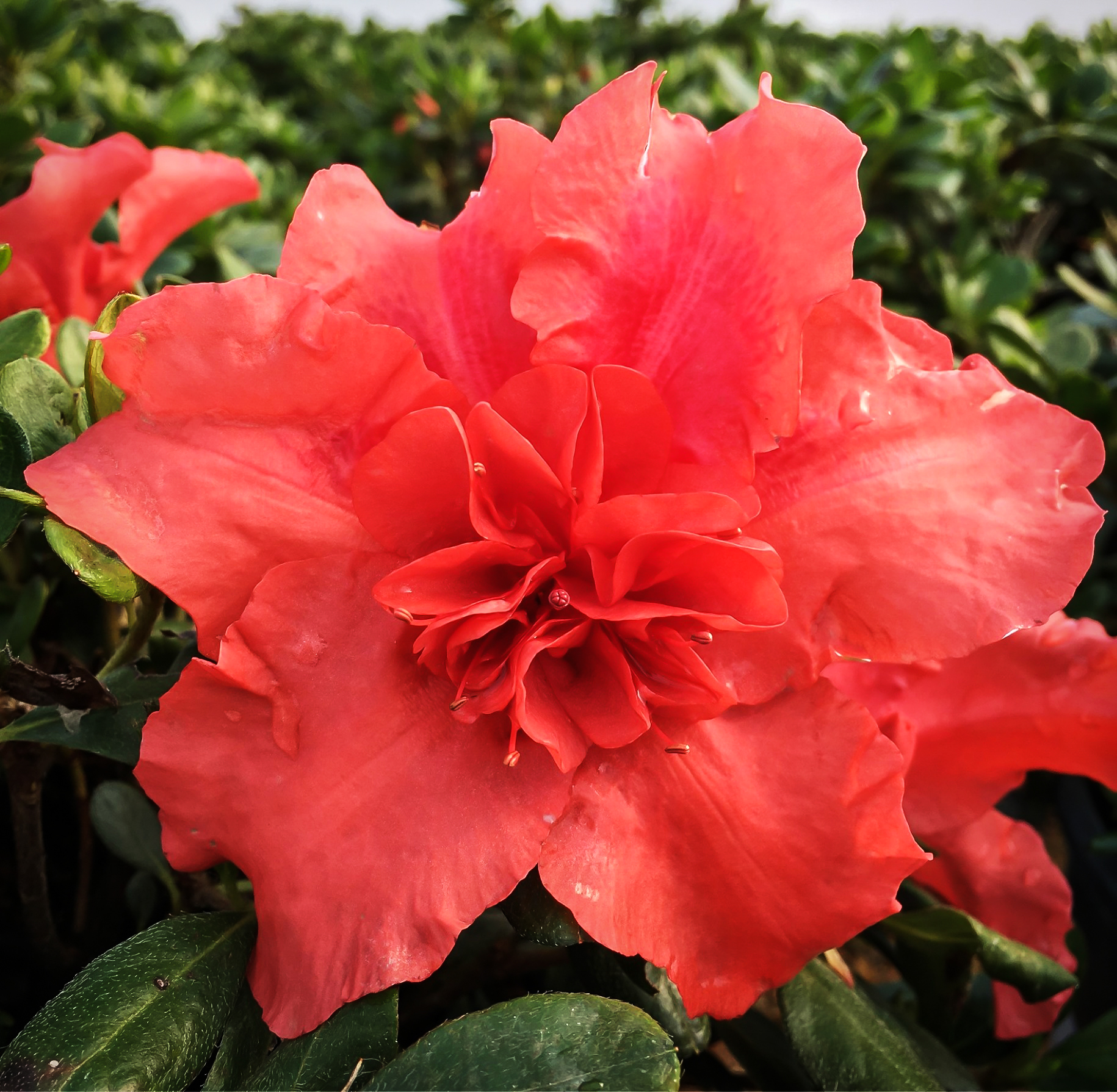 Firebrick Fame™ ReBLOOM™ Azaleas For Sale Online | The Tree Center