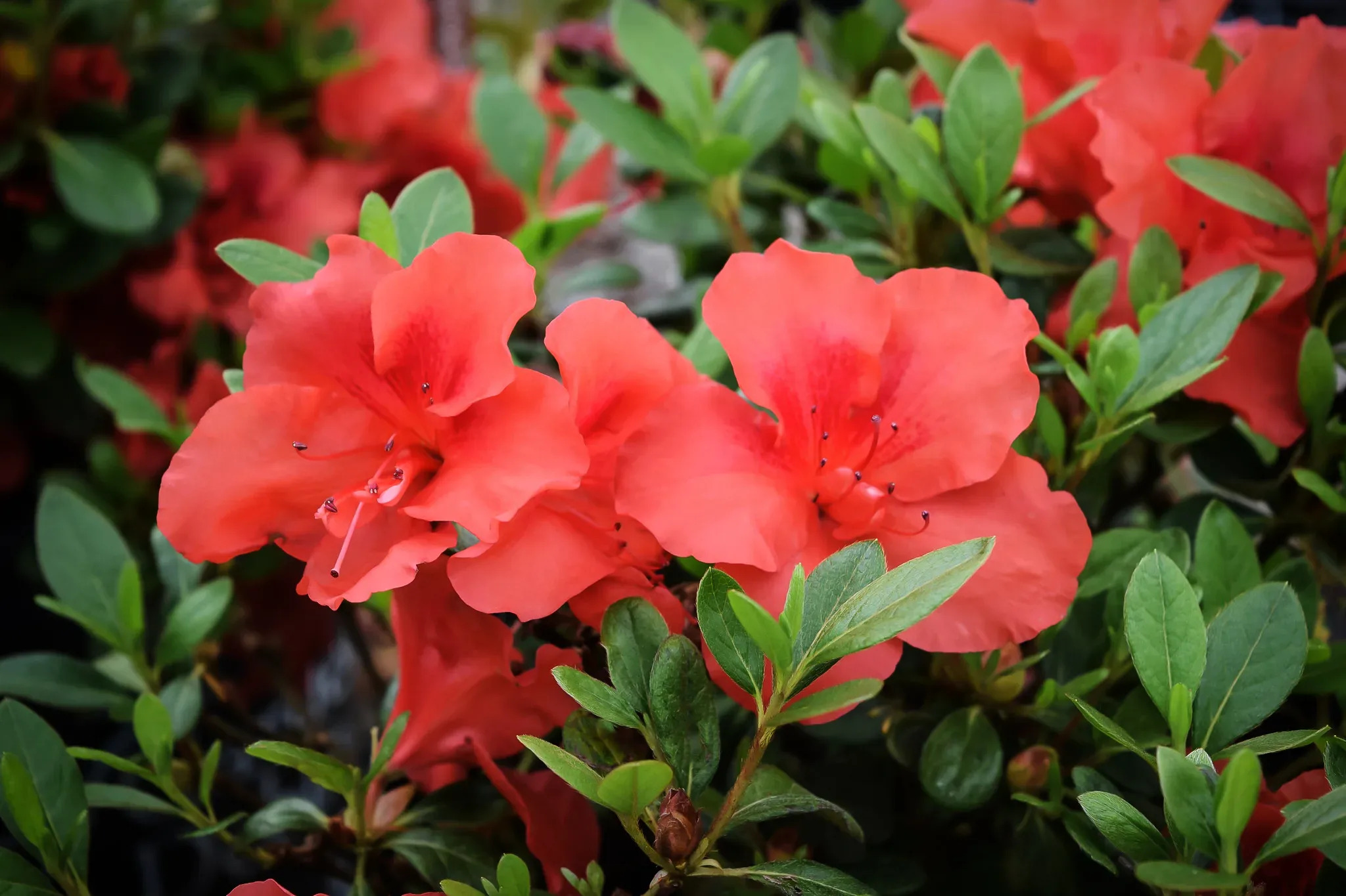 Firebrick Fame™ ReBLOOM™ Azaleas For Sale Online | The Tree Center