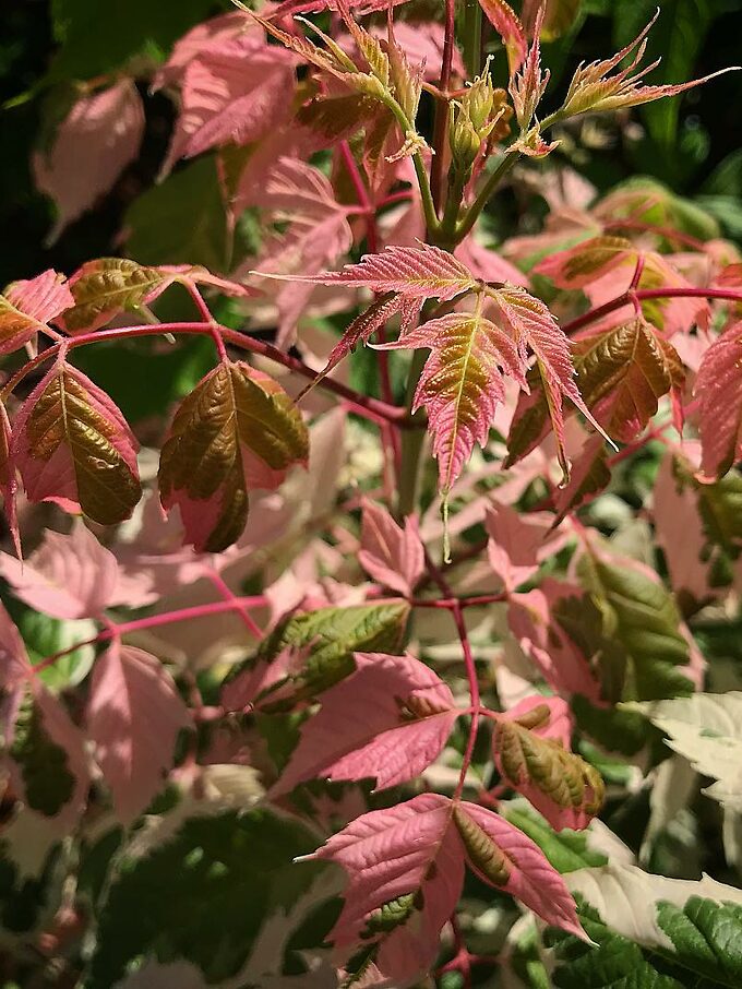 Autumn Flame Red Maple For Sale | The Tree Center