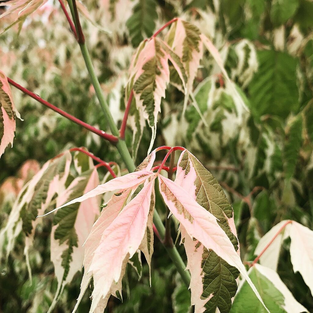 Flamingo Boxelder Maple For Sale Online | The Tree Center