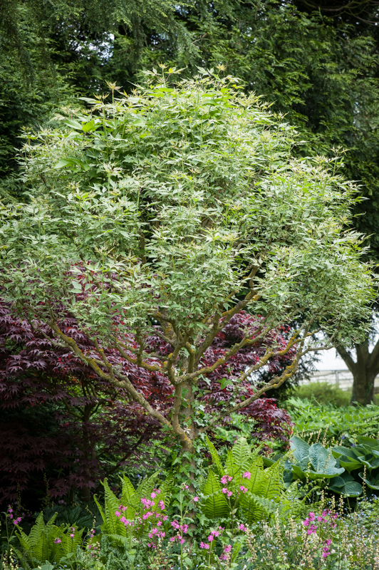 Flamingo Boxelder Maple For Sale Online | The Tree Center