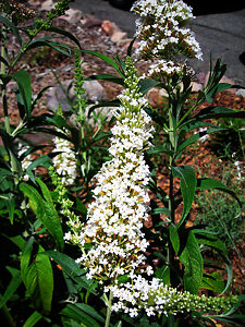 Flutterby Petite® Snow White Butterfly Bushes For Sale | The Tree Center