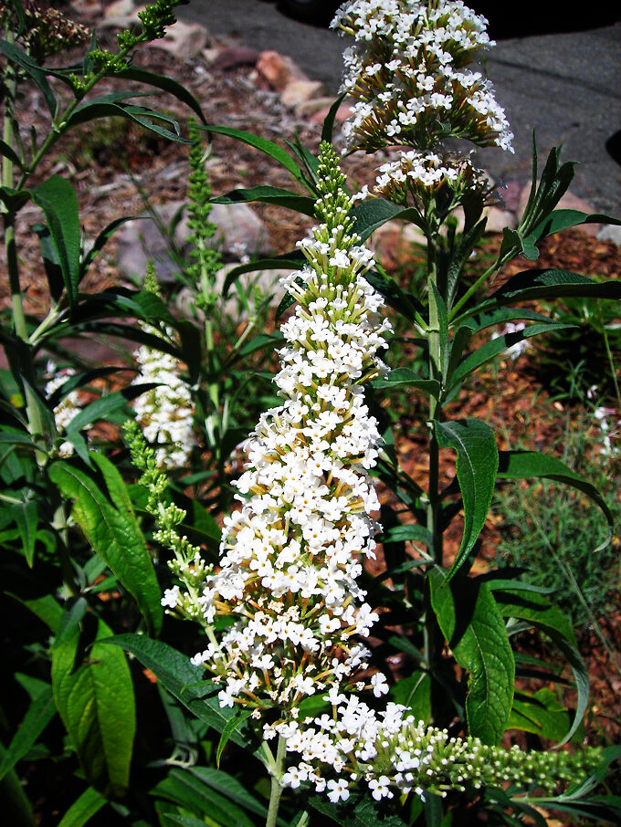 Flutterby Petite® Snow White Butterfly Bushes For Sale | The Tree Center